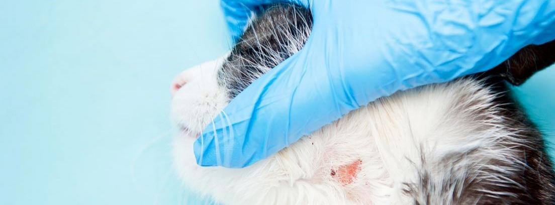 Evitar los hongos en los gatos - canalHOGAR