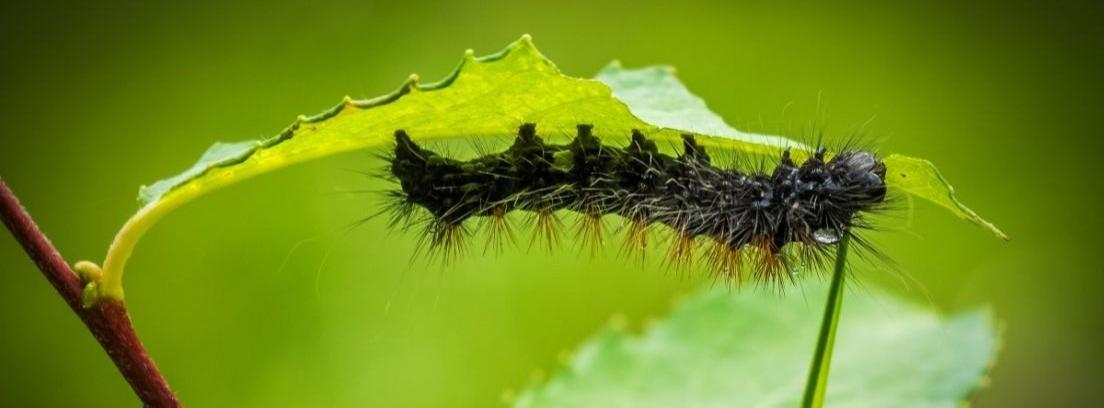 Insectos que atacan a las plantas - canalHOGAR