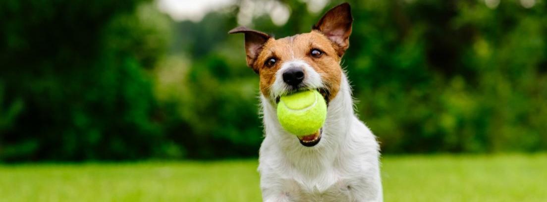 Juegos y ejercicios para estimular a tu mascota - canalHOGAR